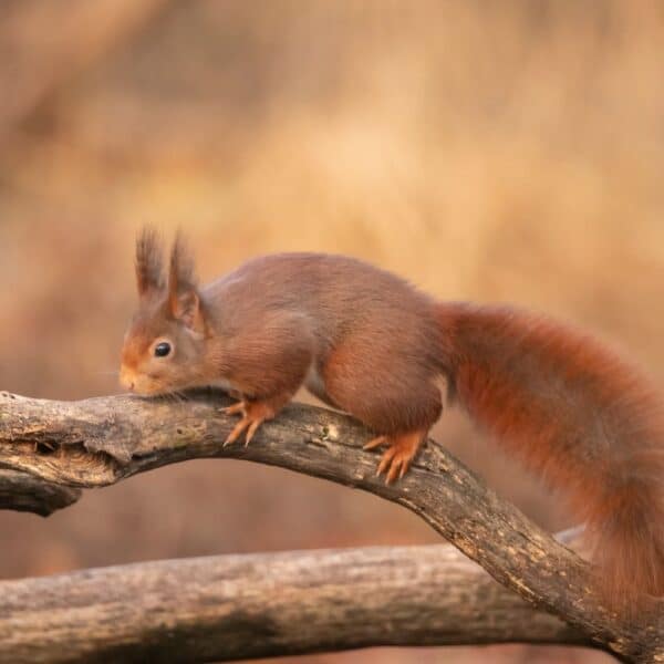 11 Baby Animals Preschool Activities That They Will Love - Bjarni Baby