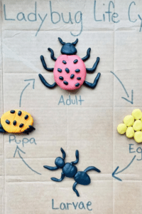21 Fun Play Dough Activities For Toddlers & Beyond! - Bjarni Baby